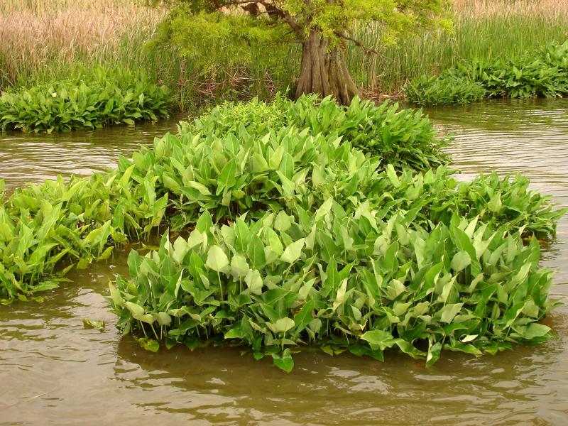 Arrow Arum | Outdoor Alabama